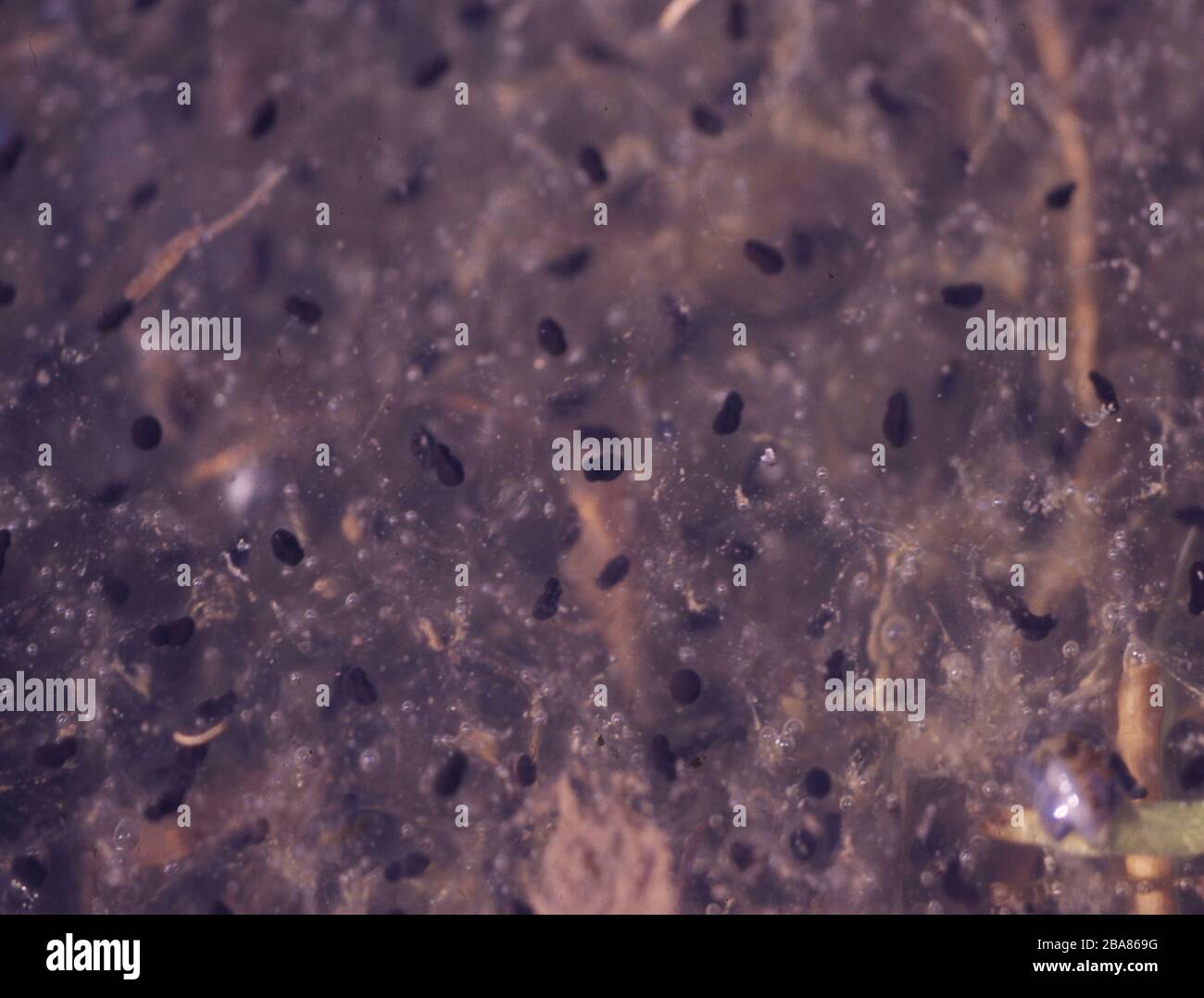 Tadpoles swimming in pool hi-res stock photography and images - Alamy