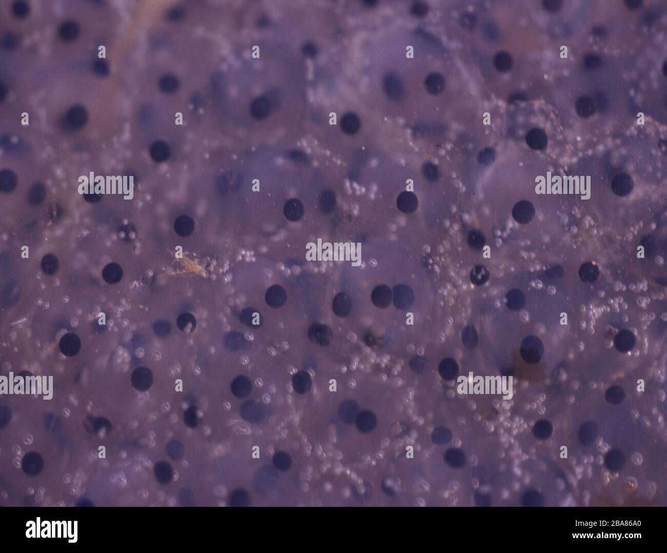 Tadpoles swimming in pool hi-res stock photography and images - Alamy