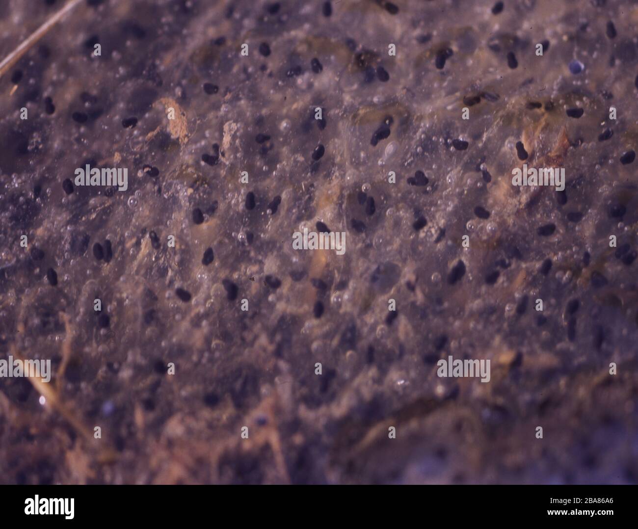 Frog corpse and tadpoles in the pond Stock Photo - Alamy
