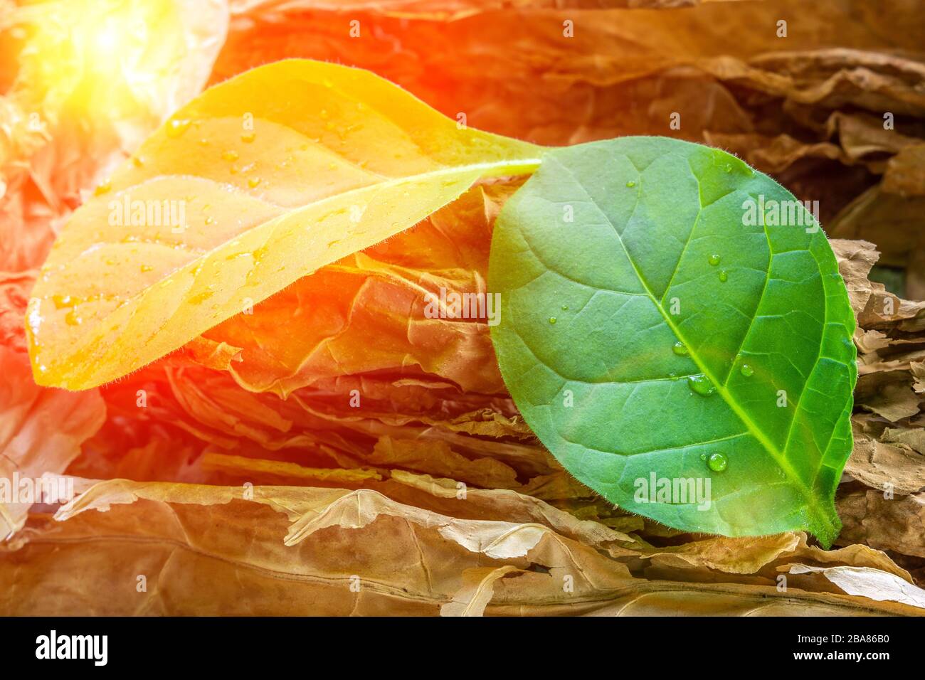 Tobacco stem hi-res stock photography and images - Alamy