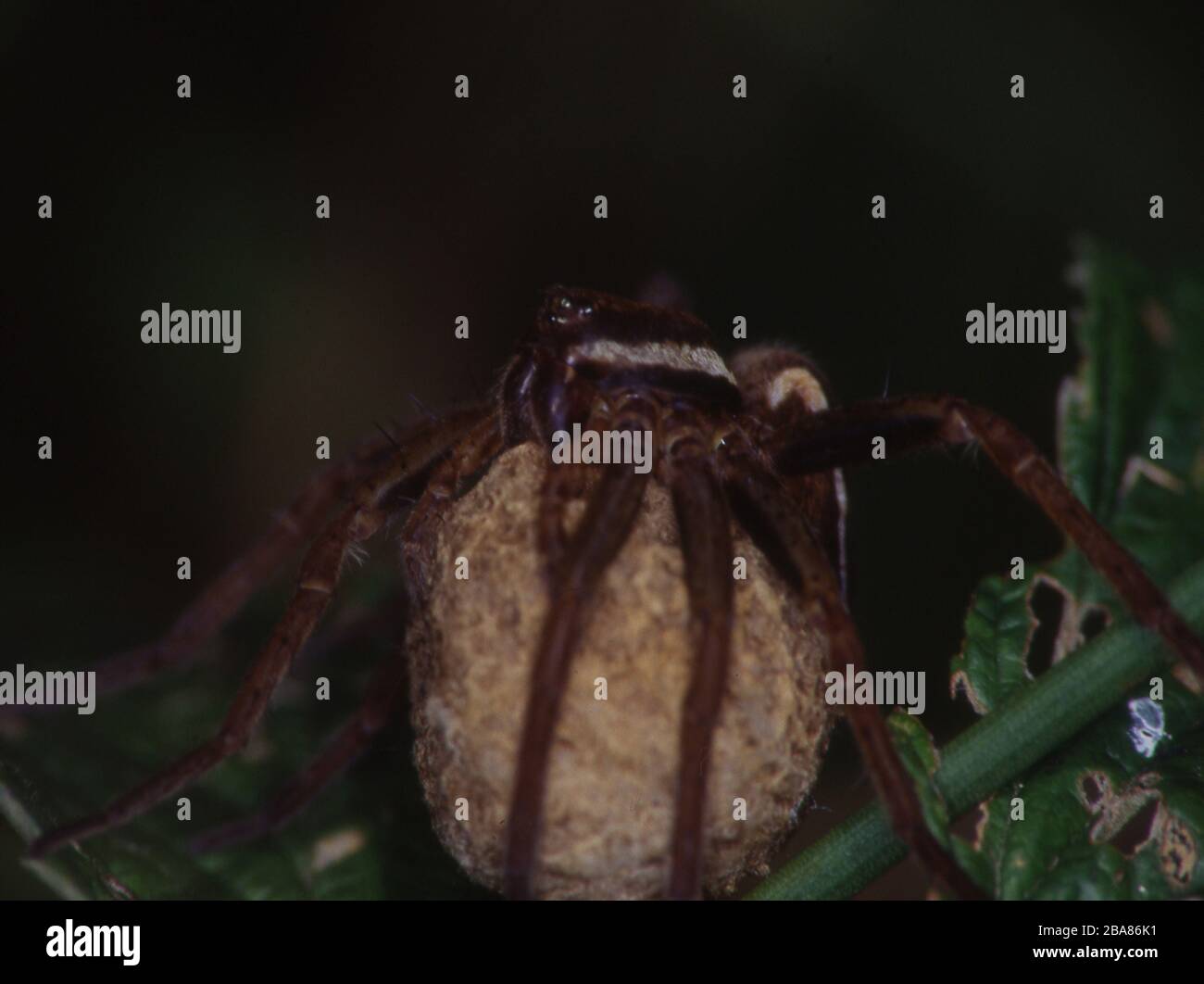 large hunting spider with egg cocoon Stock Photo - Alamy
