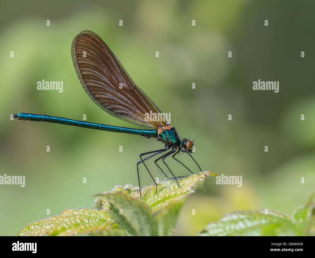 banded demoiselle (Calopteryx splendens) is a species of damselfly ...