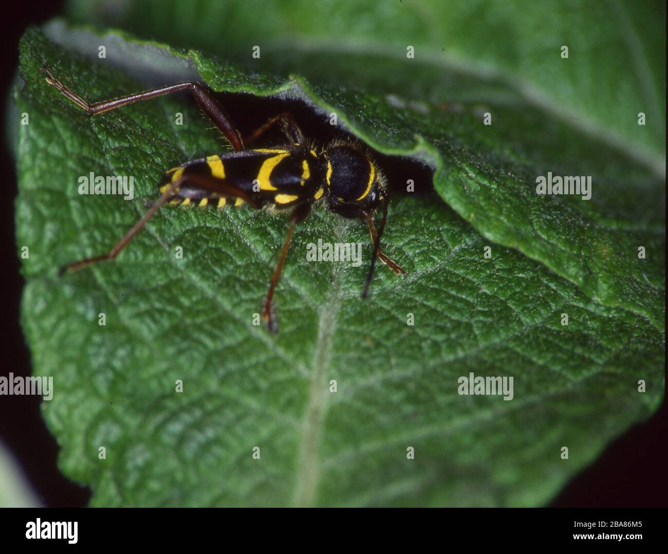 Real ram's beetle perches on leaf Stock Photo - Alamy