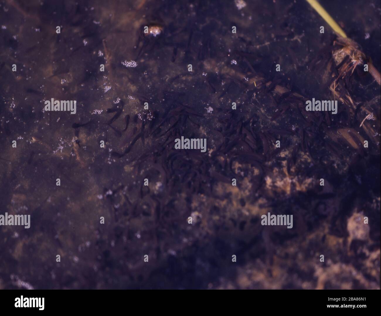Frog corpse and tadpoles in the pond Stock Photo - Alamy