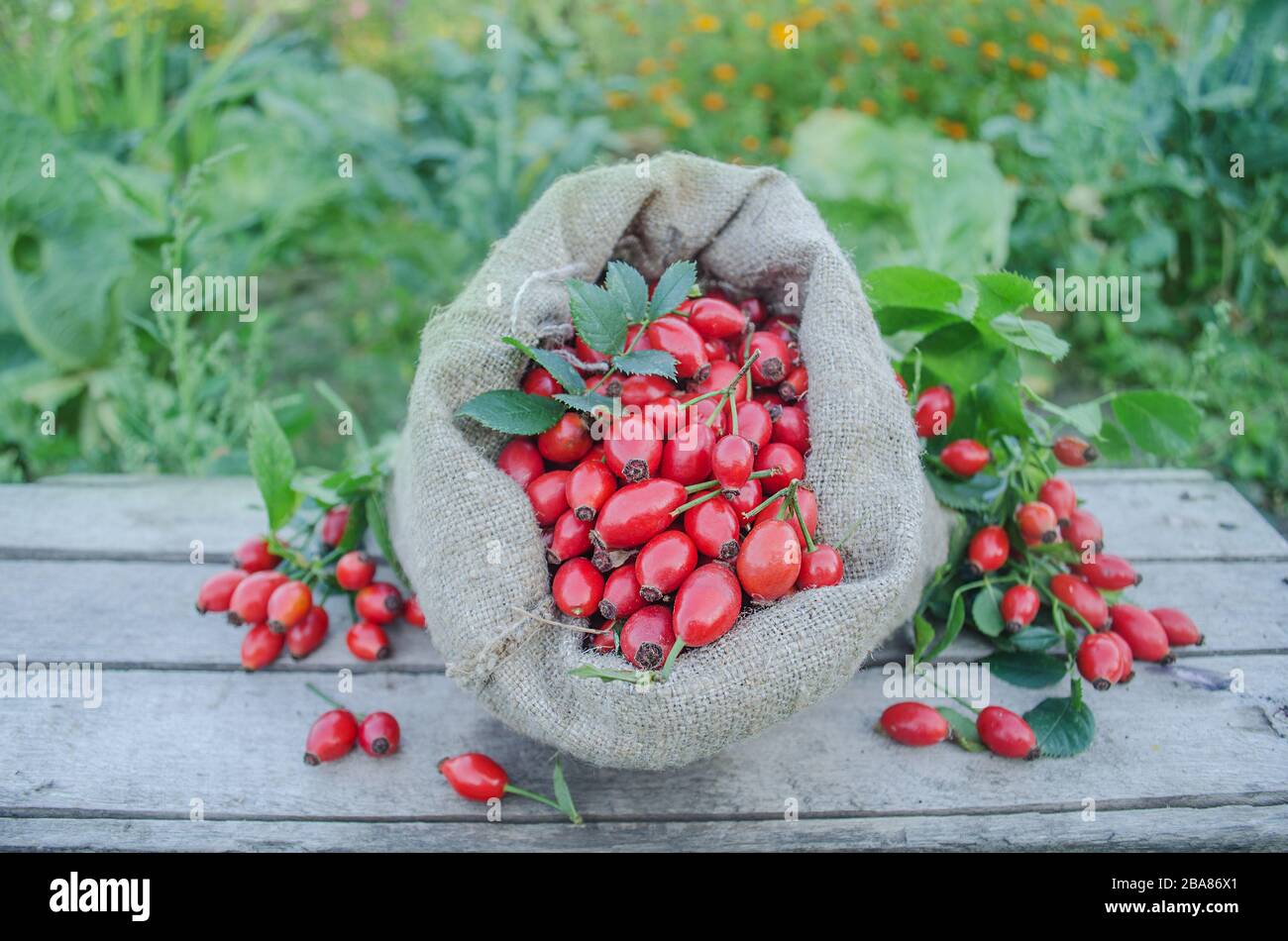 Hawthorn on wooden rustic table background. Rose hips haw fruit of the ...