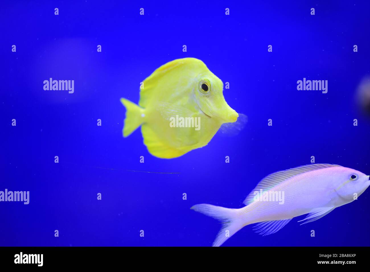 The yellow tang (Zebrasoma flavescens), salt water yellow aquarium fish ...