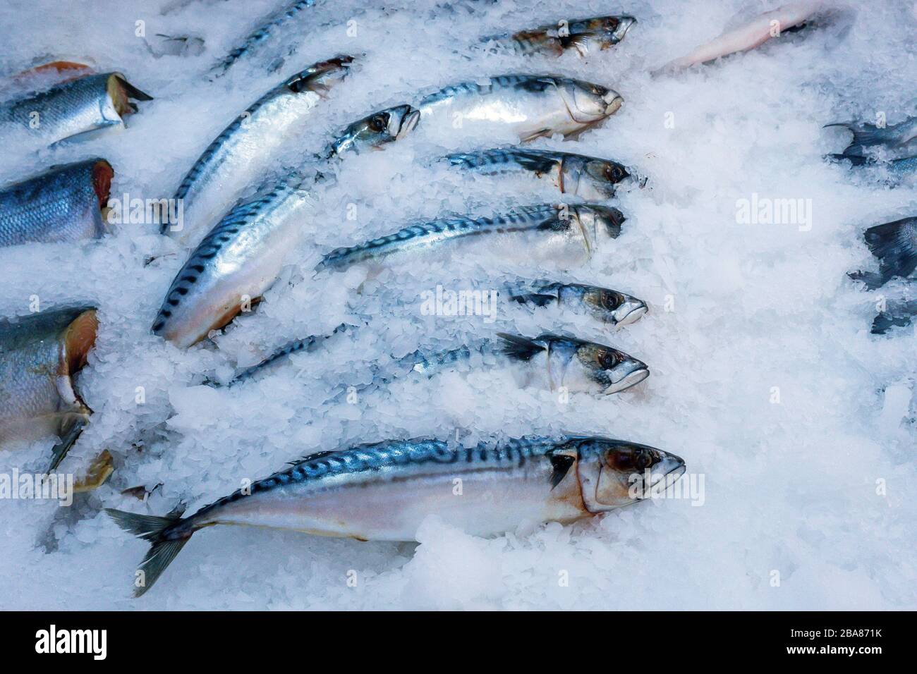 fresh mackerel tuna fishes on ice flake in a super market Stock Photo ...