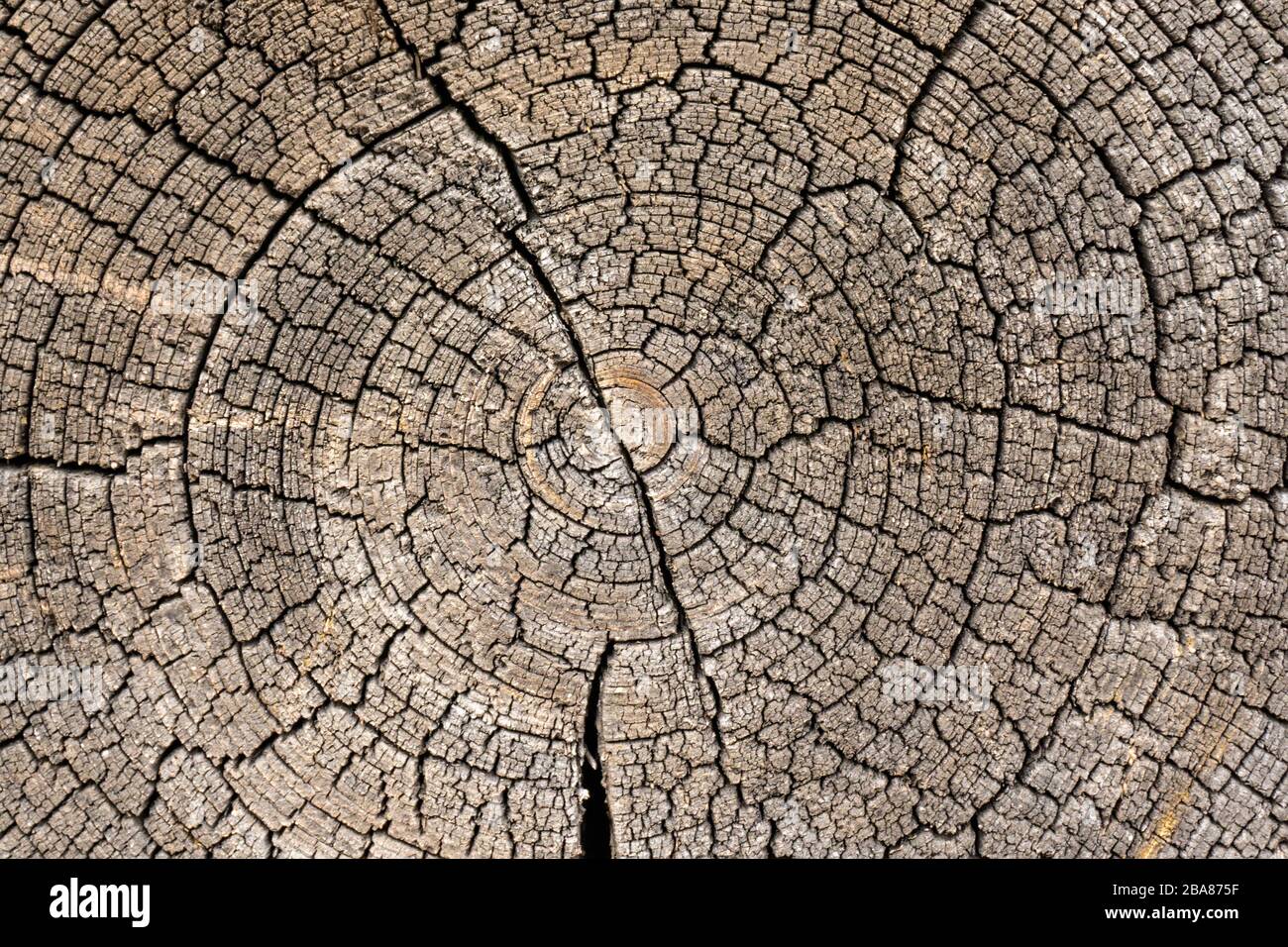 brown and orange tones of a felled tree trunk or stump. Rough organic ...