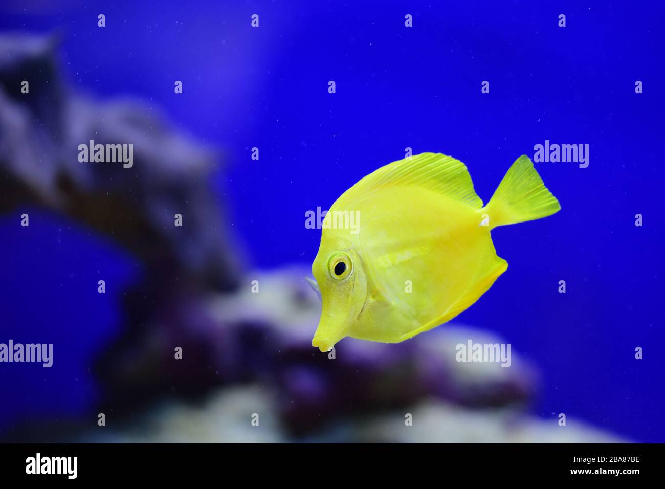 The yellow tang (Zebrasoma flavescens), salt water yellow aquarium fish ...