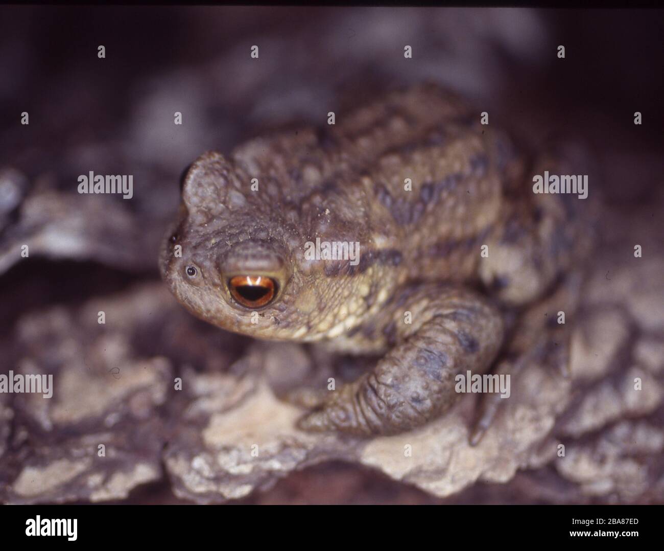 Frog muscles hi-res stock photography and images - Alamy