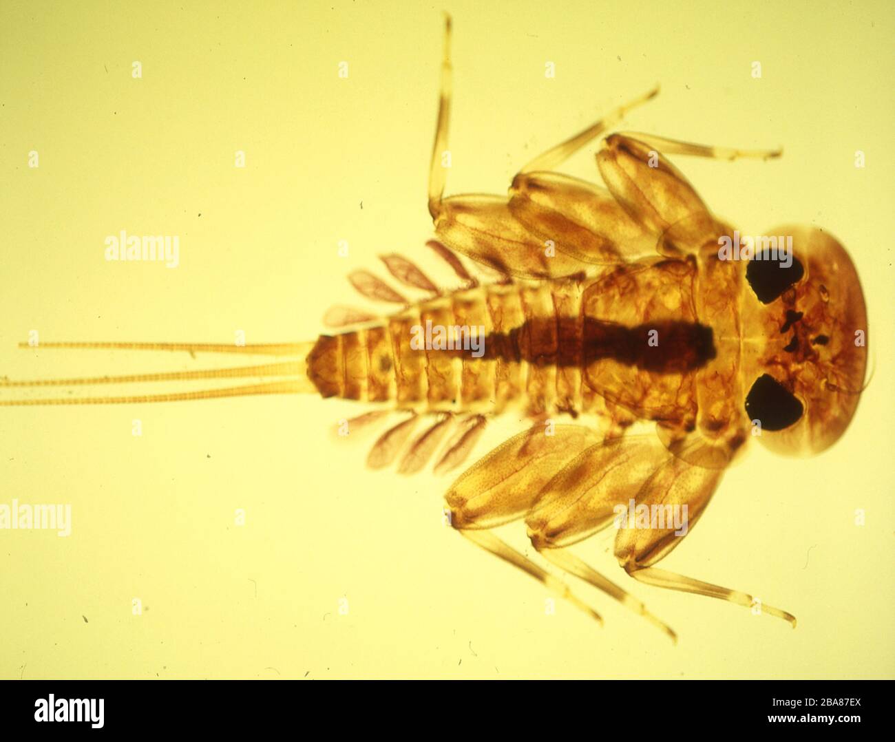 Fly larva with gills in the water Stock Photo - Alamy
