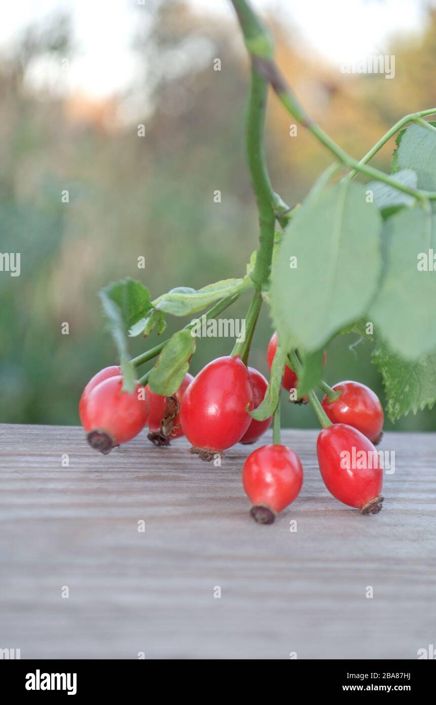 Rose hips branch. Group of rosehip. Rose hips close up. Fresh raw ...