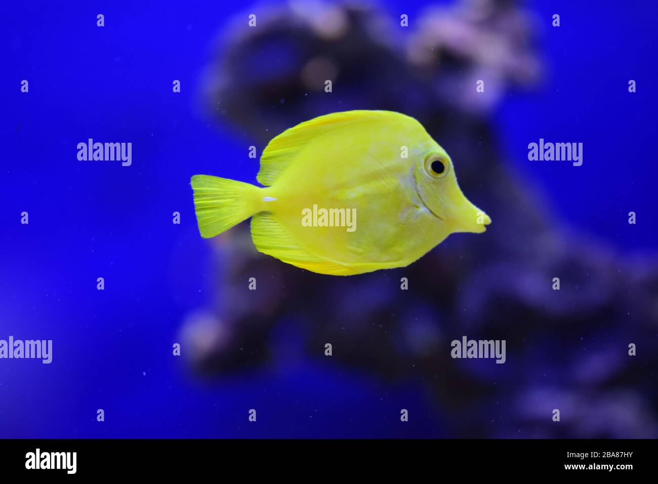 The yellow tang (Zebrasoma flavescens), salt water yellow aquarium fish ...