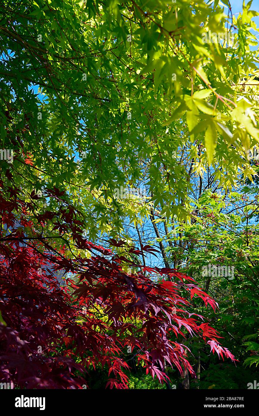 High contrast foliage hi-res stock photography and images - Alamy