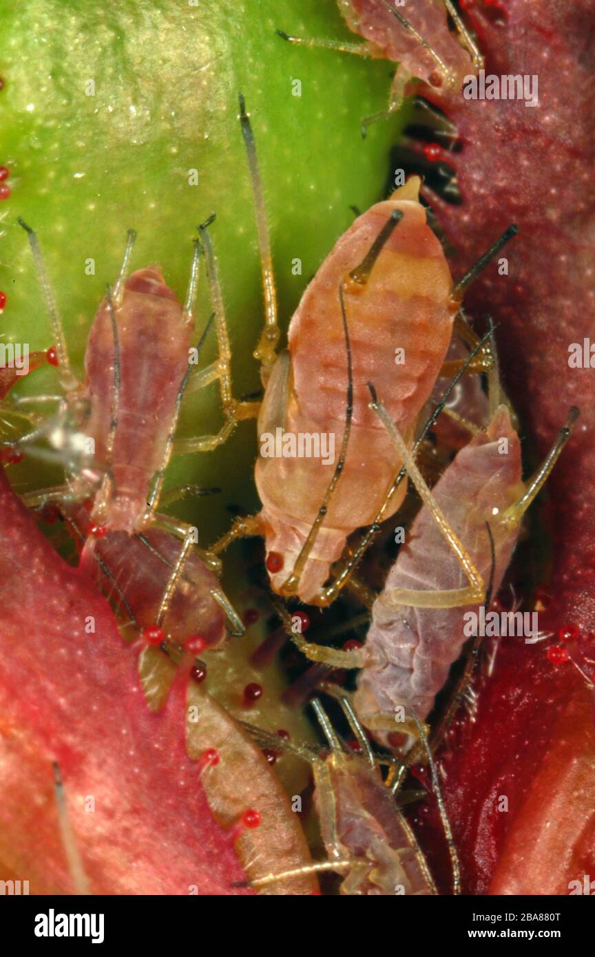 Photomicrograph of pink/red rose aphids (Macrosiphum rosae) on a rose ...