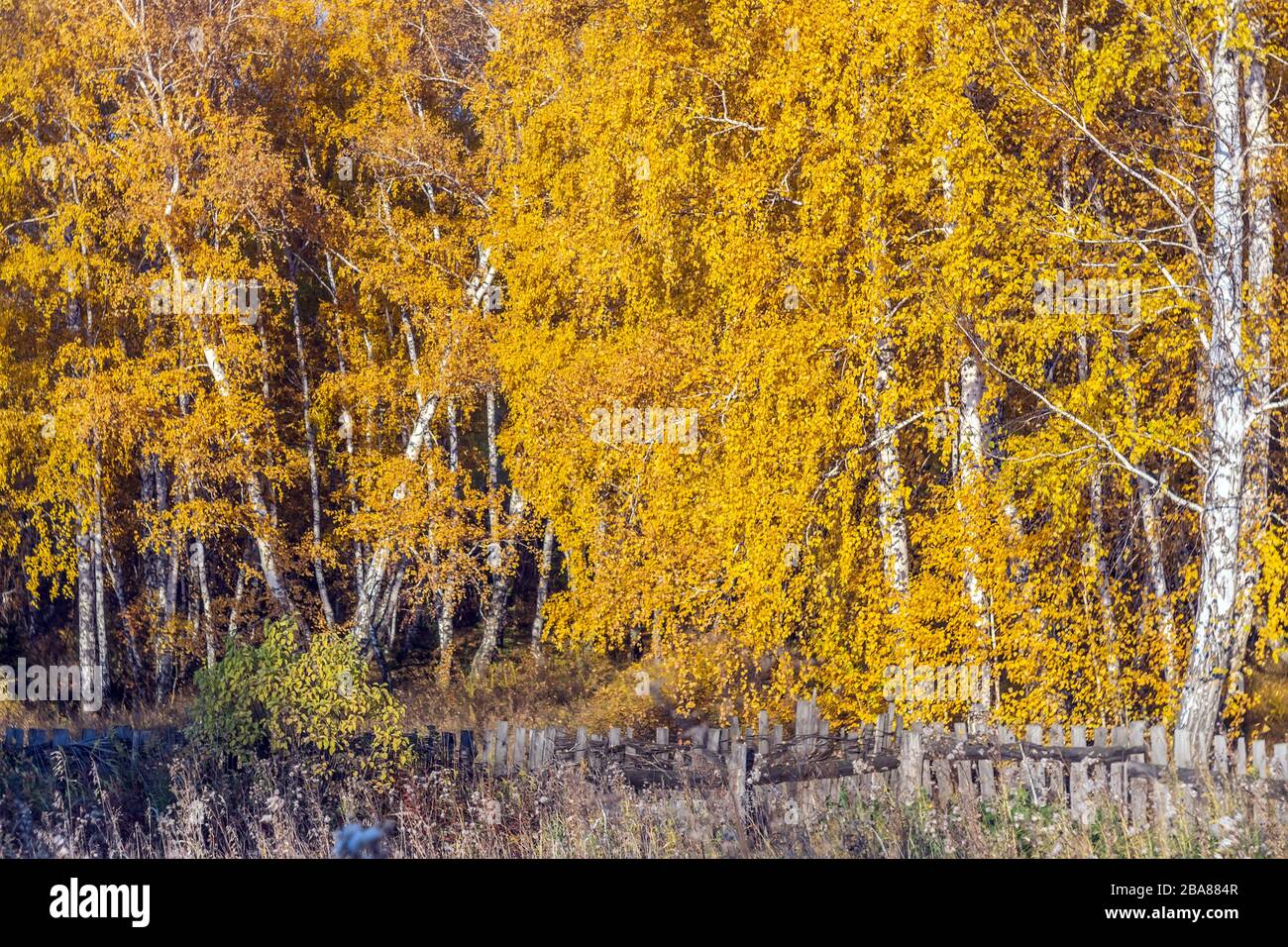autumn forest with colorful fall foliage on the trees in a scenic ...
