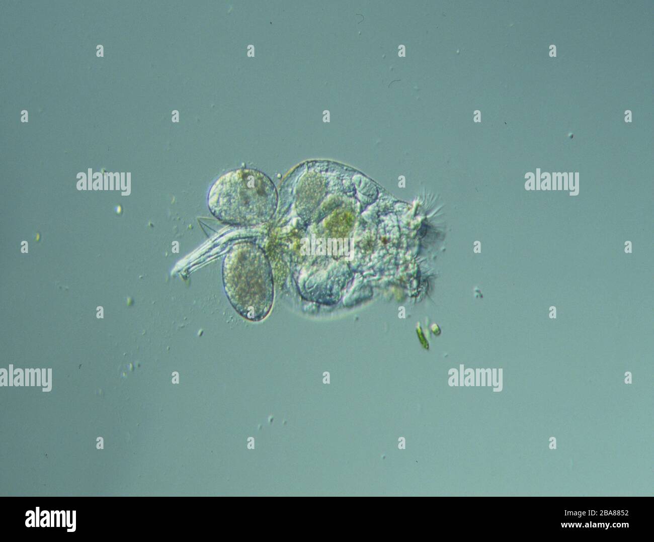 Rotary animals under the microscope in a drop of water 100x Stock Photo ...