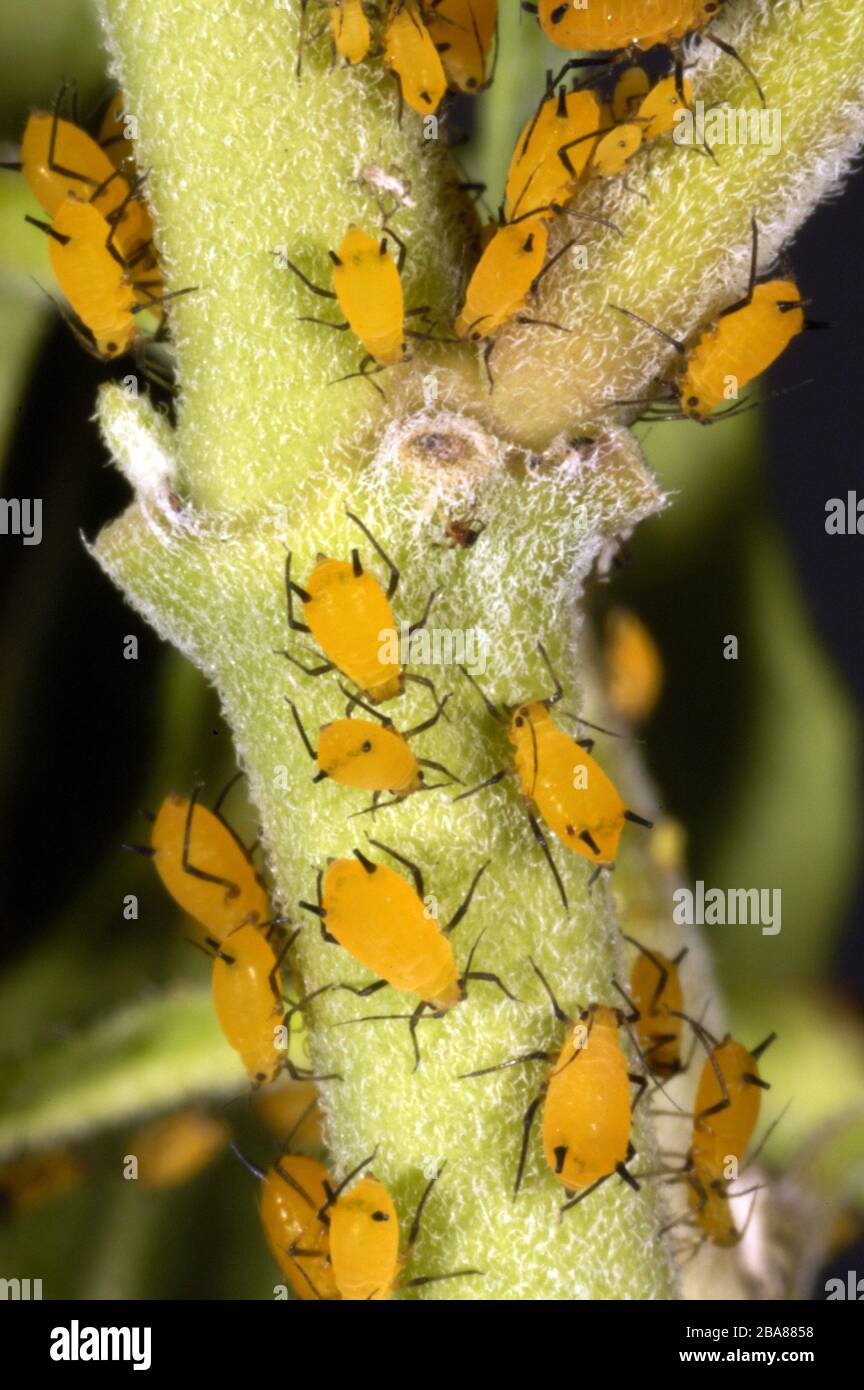 Orange aphid hi-res stock photography and images - Alamy