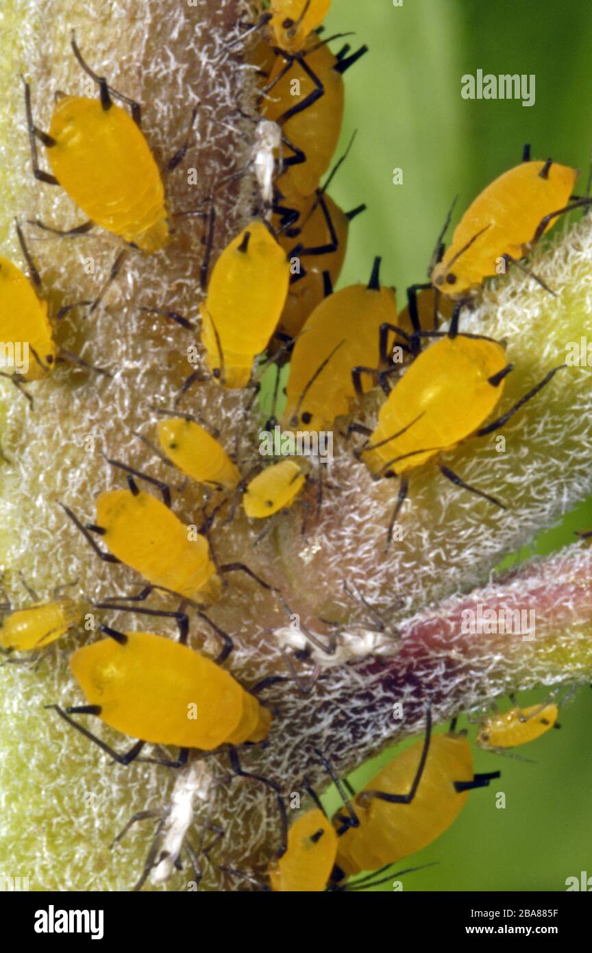 Yellow/orange oleander aphids (Aphis nerii) with black legs and ...