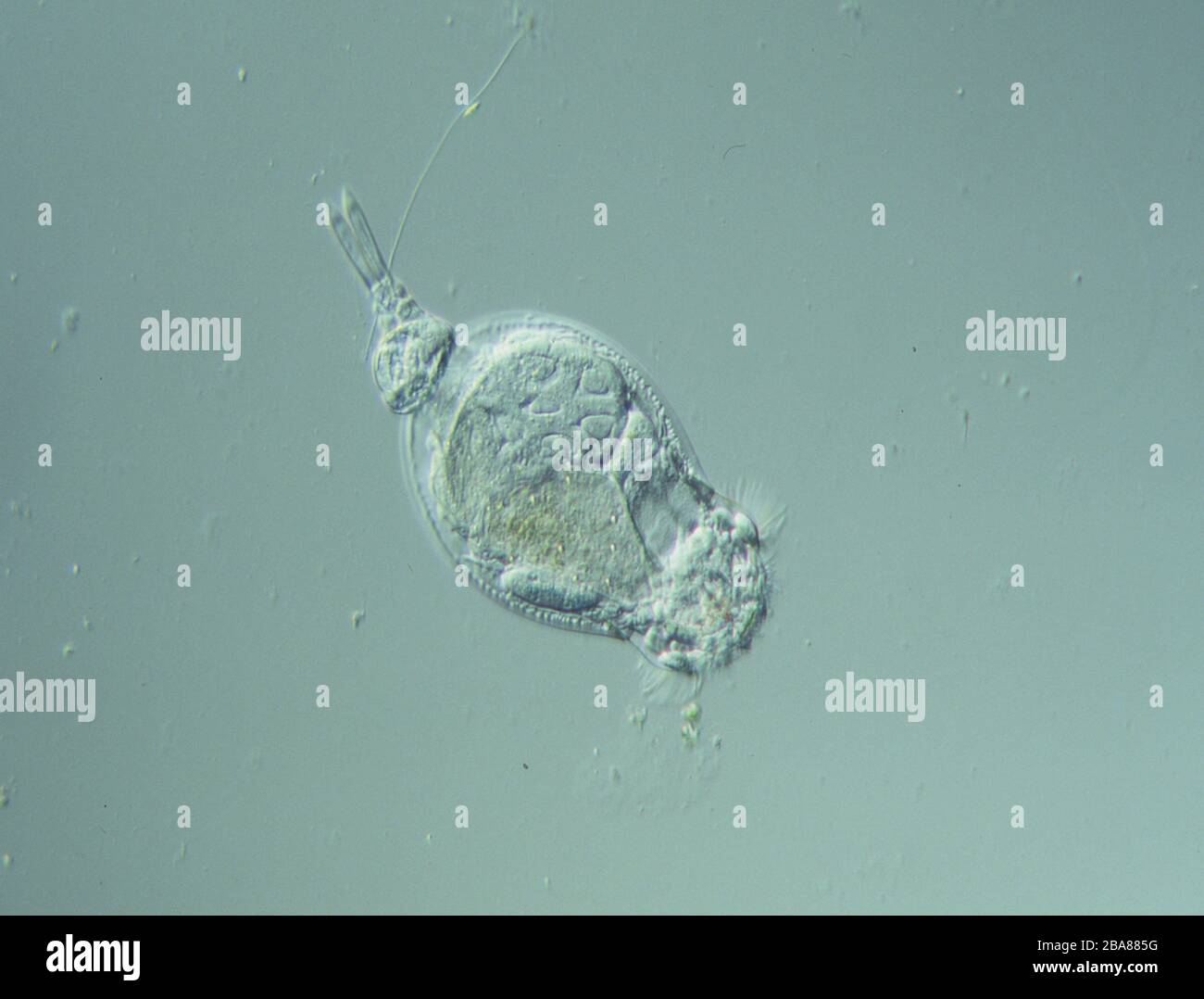 Flea crayfish hi-res stock photography and images - Alamy