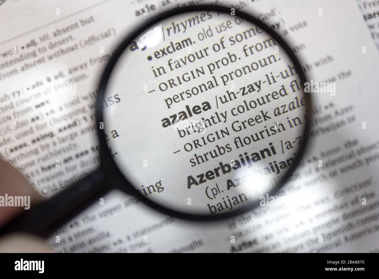 Azalea definition hi-res stock photography and images - Alamy