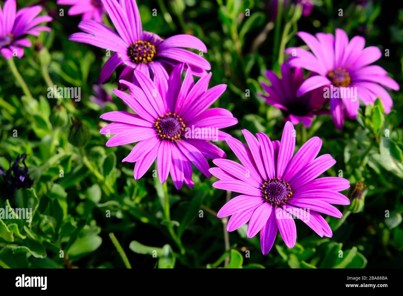 Flowers of Osteospermum ecklonis or Dimorphotheca ecklonis or Cape ...