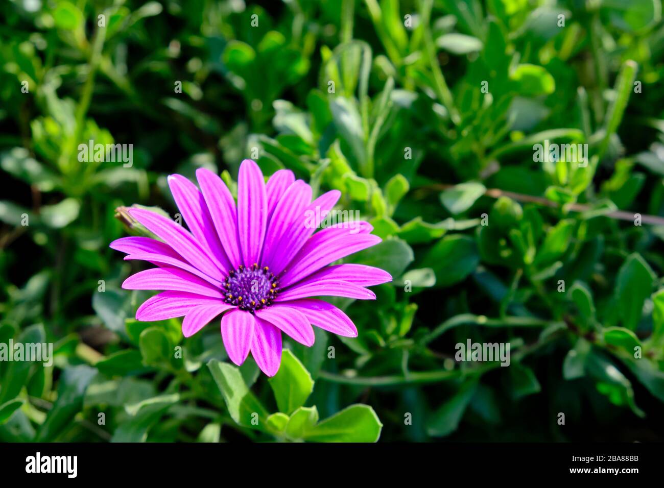 Flowers of Osteospermum ecklonis or Dimorphotheca ecklonis or Cape ...