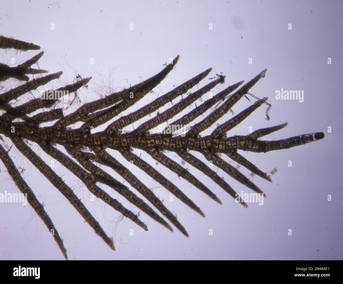 Sea water red algae with ramifications Stock Photo - Alamy