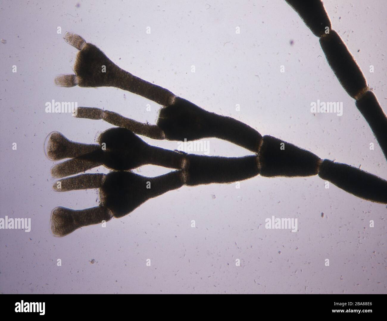 Sea water red algae with ramifications Stock Photo - Alamy