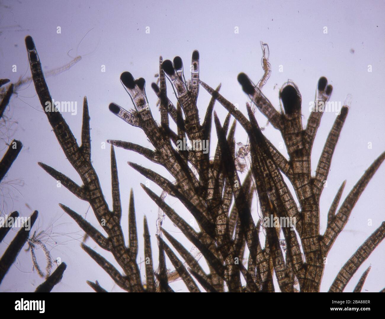 Sea water red algae with ramifications Stock Photo - Alamy