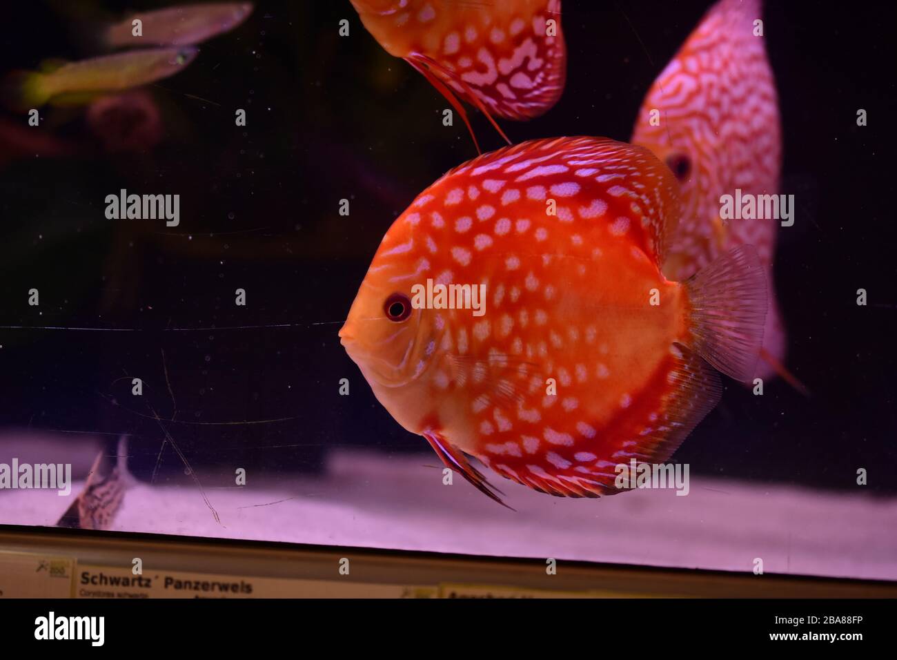 group of discus fish in aquarium, multi-colored tropical fish ...