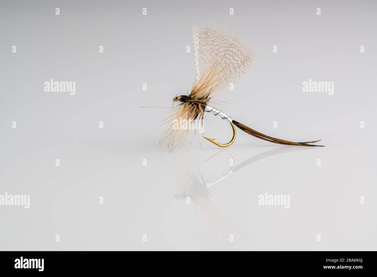 Mayfly head hi-res stock photography and images - Alamy