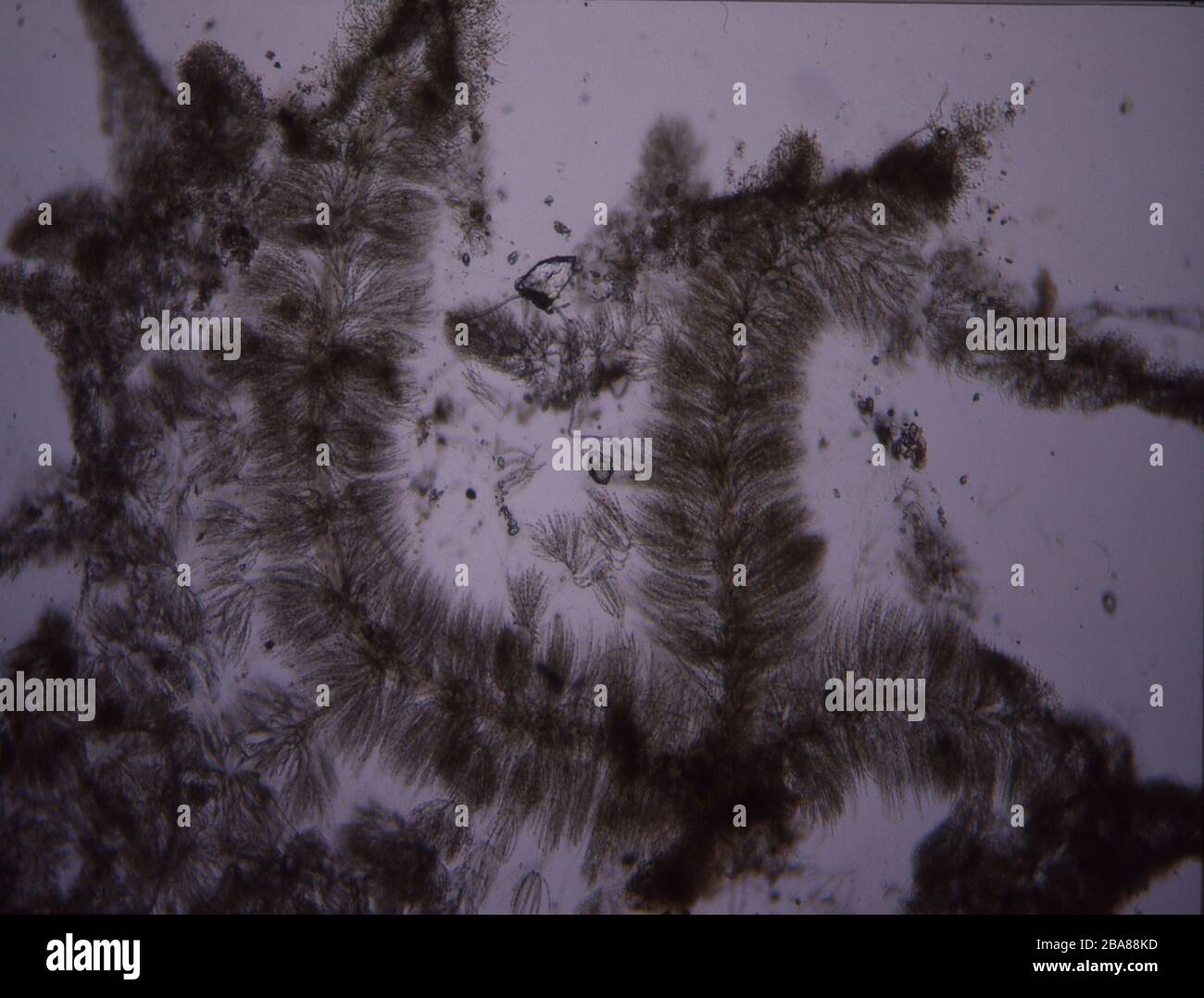 Sea water red algae with ramifications Stock Photo - Alamy