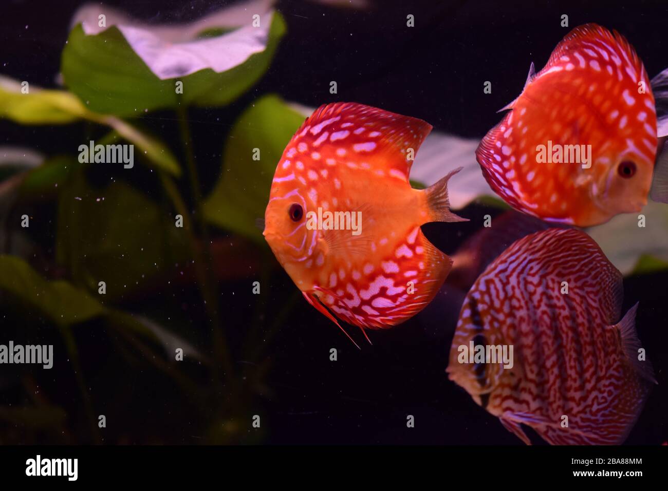 group of discus fish in aquarium, multi-colored tropical fish ...