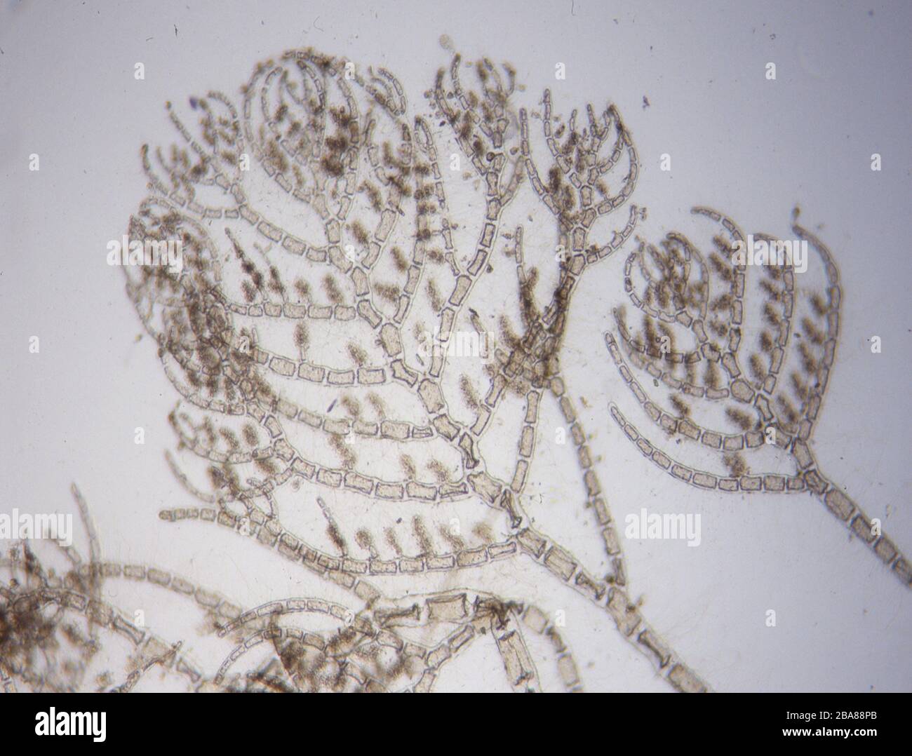 Red algae cells hi-res stock photography and images - Alamy