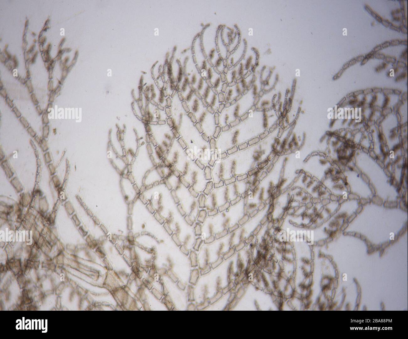 Sea water red algae with ramifications Stock Photo - Alamy