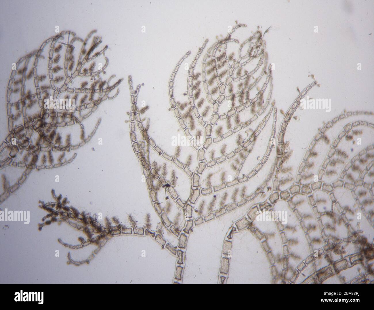 Sea water red algae with ramifications Stock Photo - Alamy