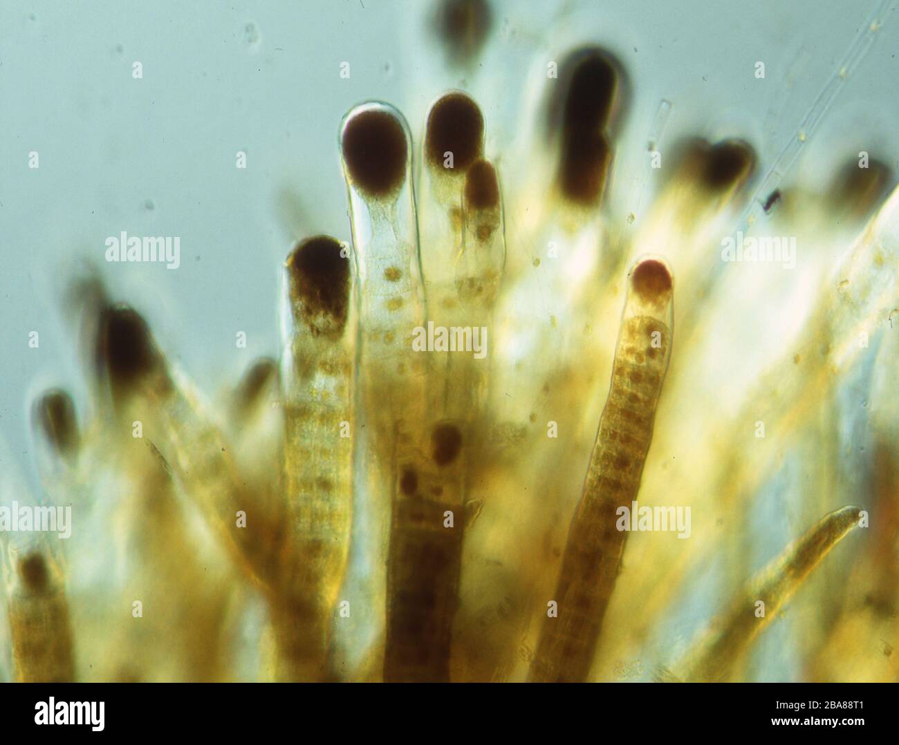 Red algae cells hi-res stock photography and images - Alamy