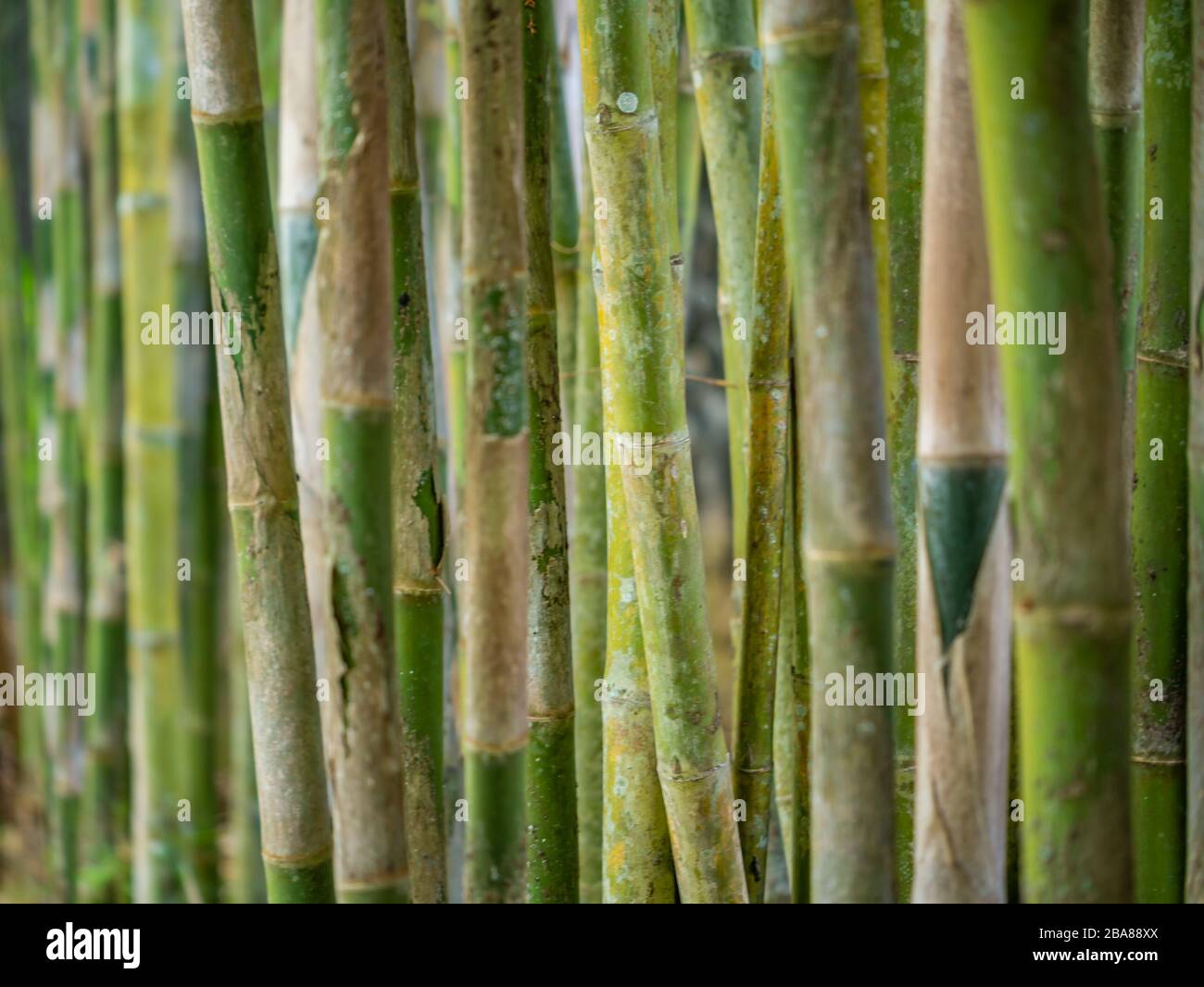 Bamboo tree close up hi-res stock photography and images - Alamy