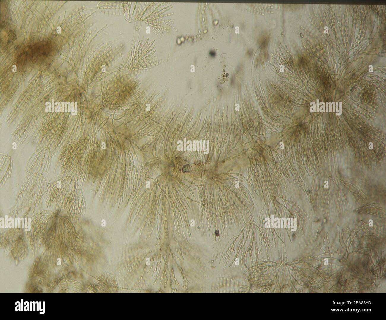 Sea water red algae with ramifications Stock Photo - Alamy