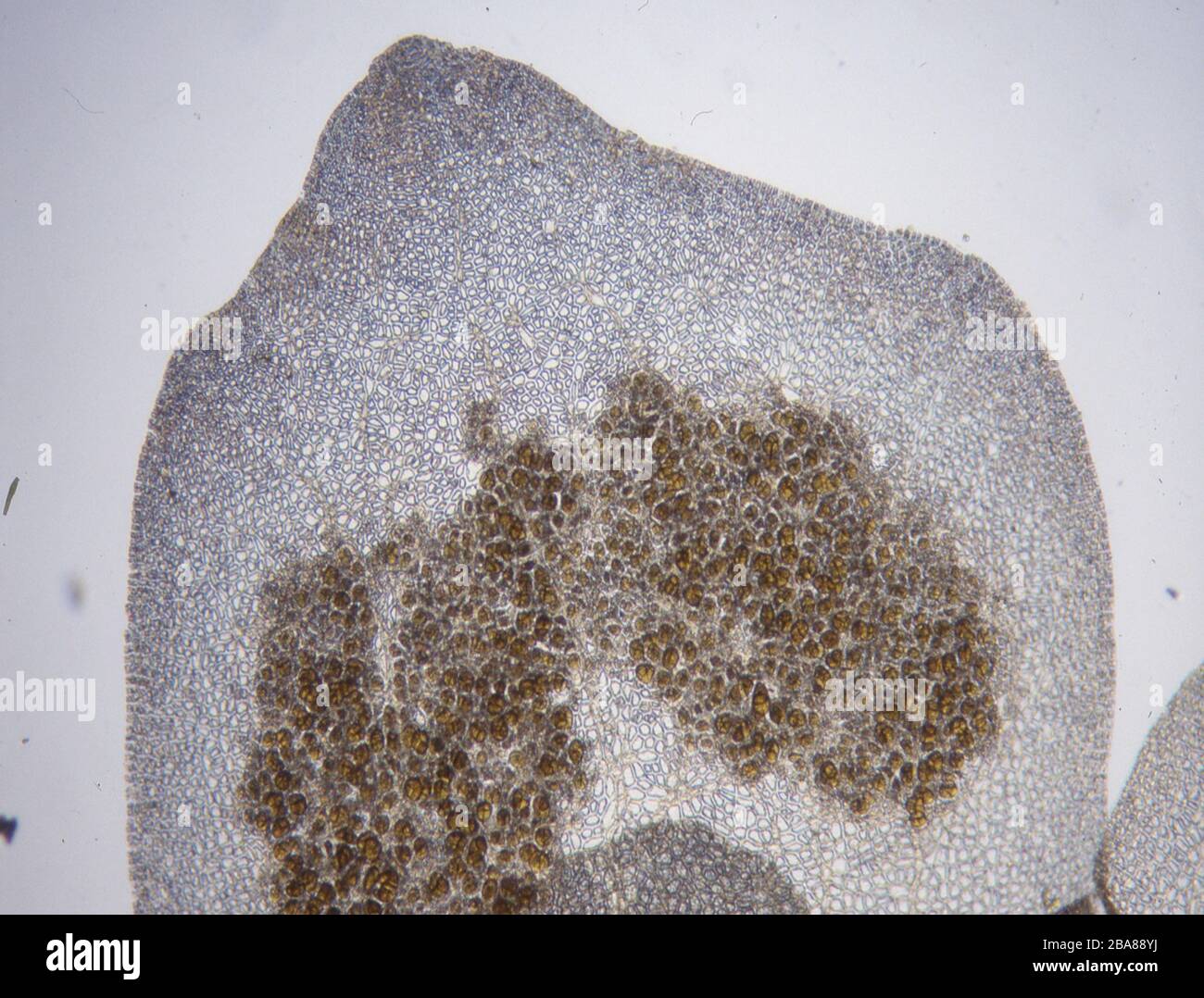 Red algae cells hi-res stock photography and images - Alamy