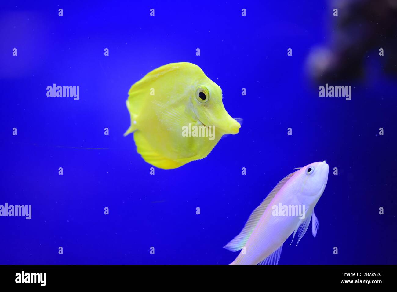 The yellow tang (Zebrasoma flavescens), salt water yellow aquarium fish ...