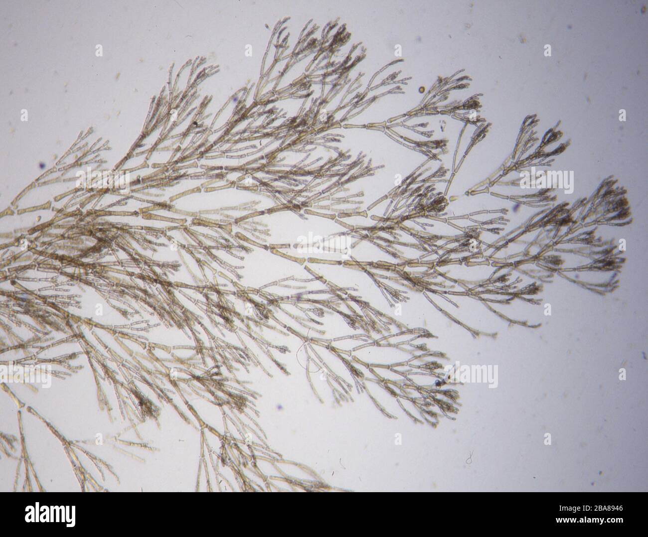 Sea water red algae with ramifications Stock Photo - Alamy