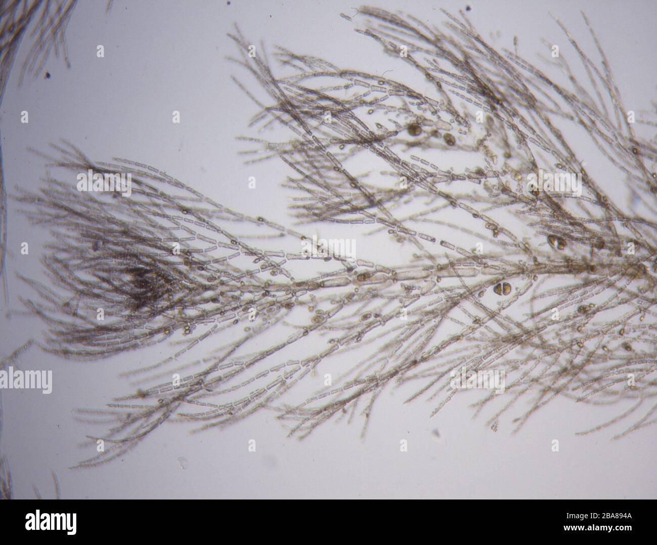 Sea water red algae with ramifications Stock Photo - Alamy