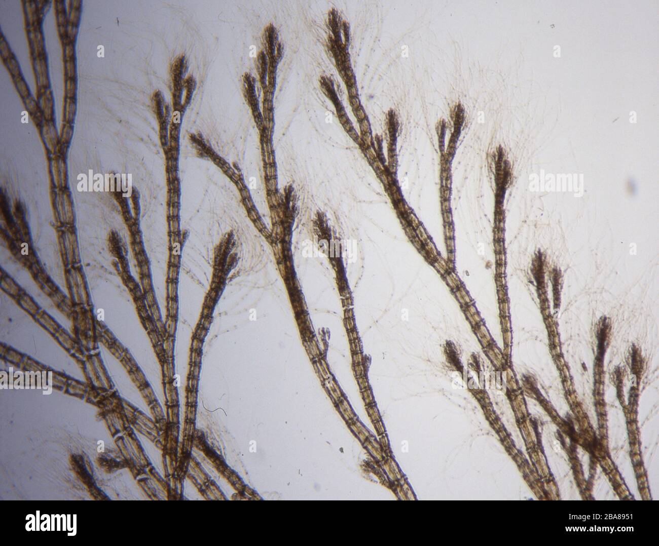 Sea water red algae with ramifications Stock Photo - Alamy