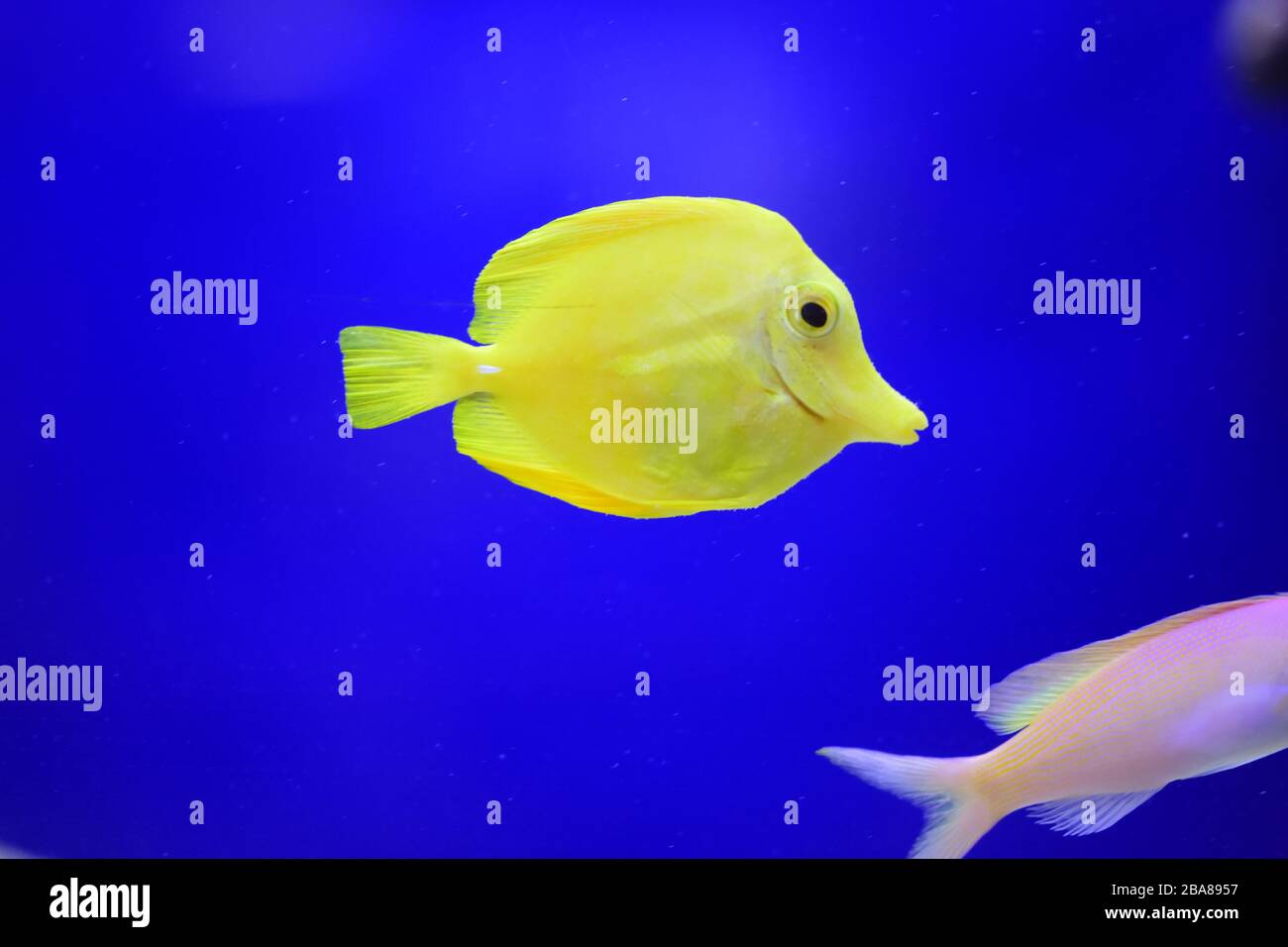The yellow tang (Zebrasoma flavescens), salt water yellow aquarium fish ...