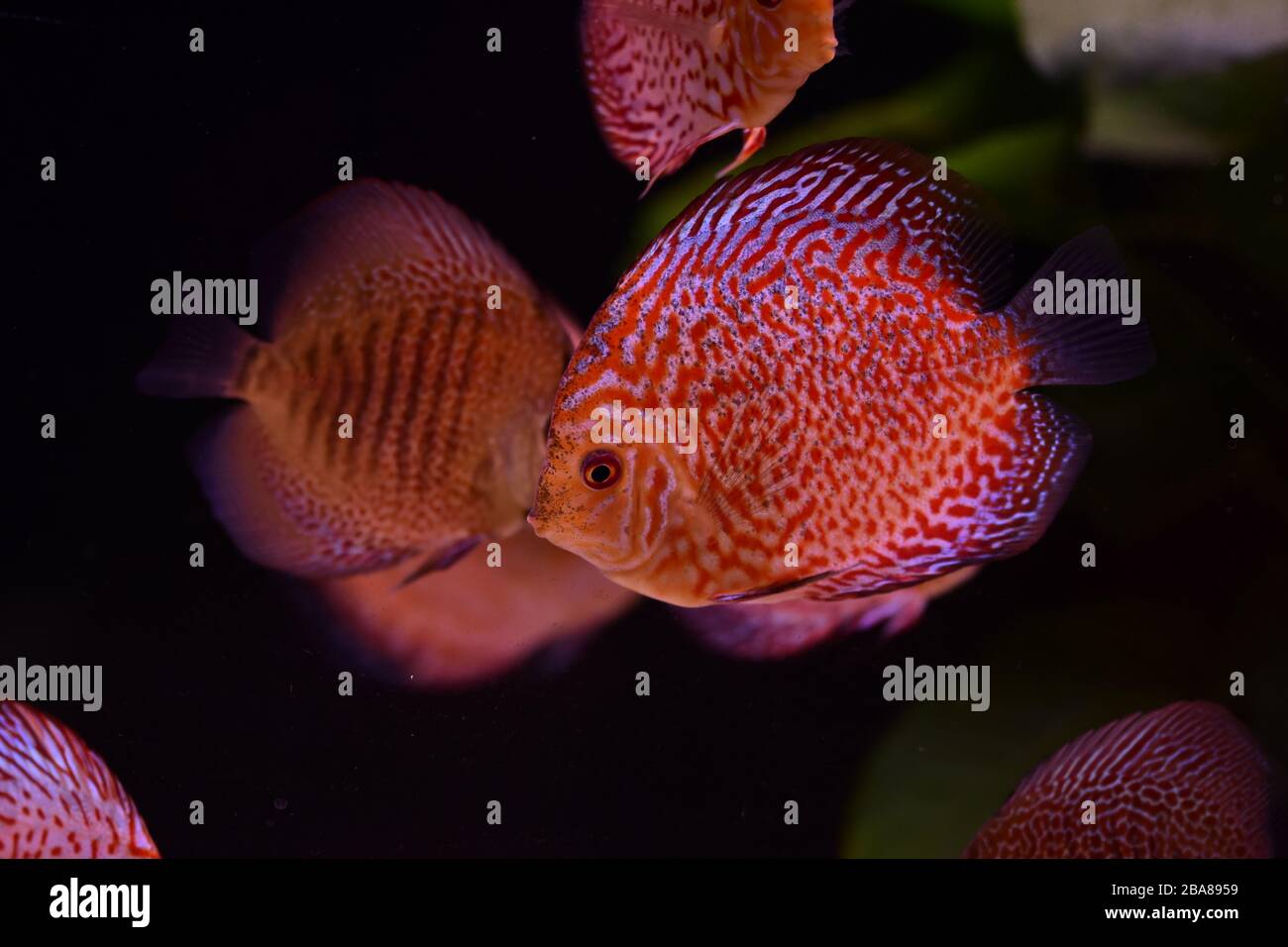 group of discus fish in aquarium, multi-colored tropical fish ...