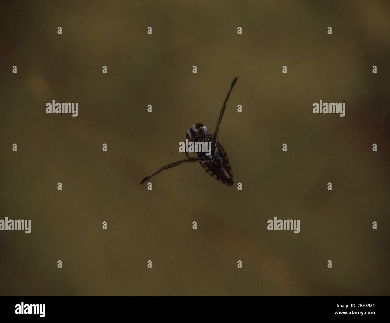 Back swimmer insect is floating in the pond Stock Photo - Alamy