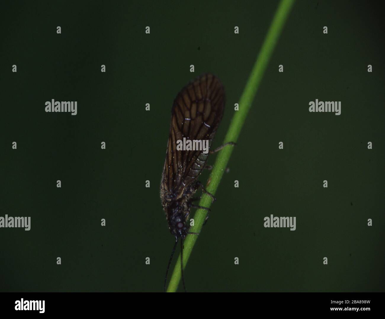 Mud fly perches on a blade of grass Stock Photo - Alamy