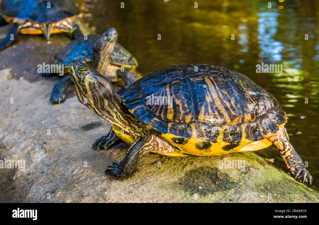 Cumberland slider turtle hi-res stock photography and images - Alamy